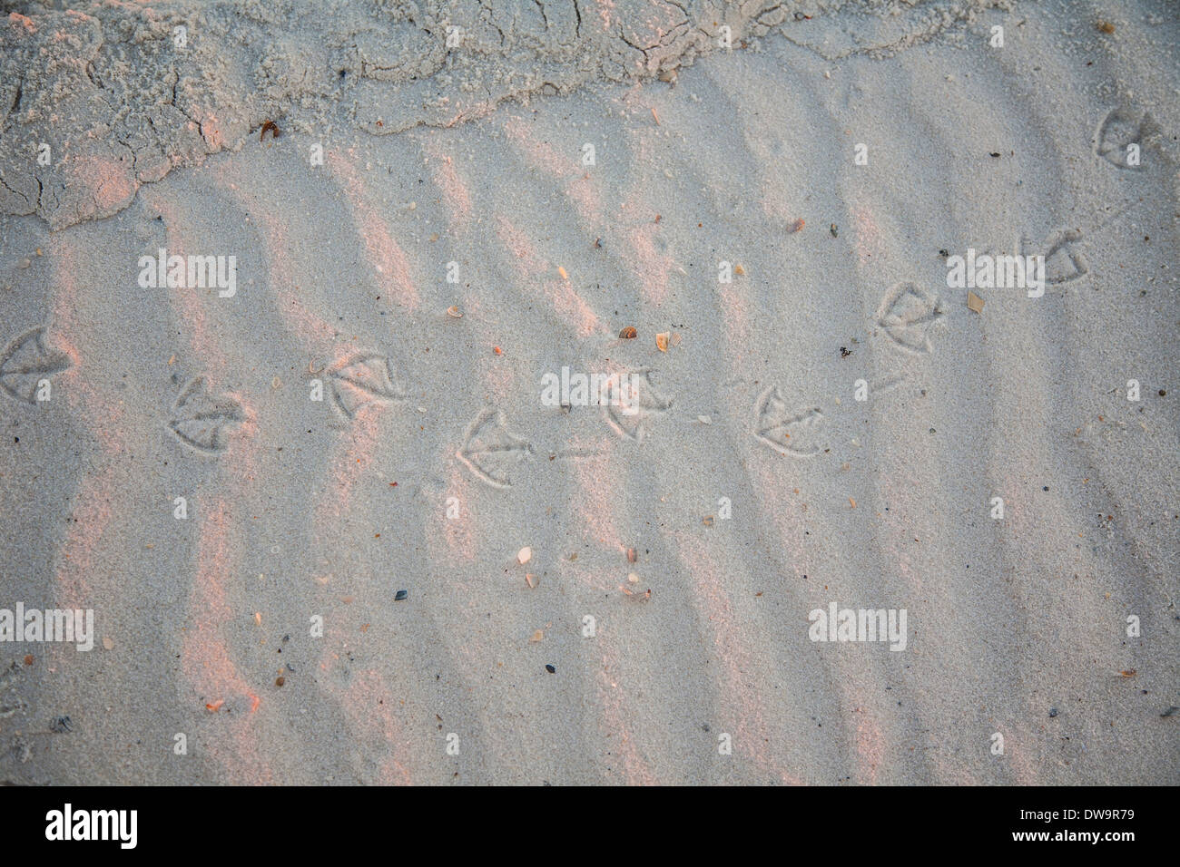 Webbed bird footprints in the sand at the beach in Pensacola Beach ...