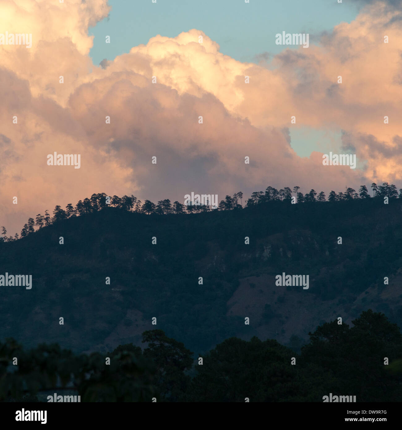 Trees on a hill Copan Copan Ruinas Copan Department Honduras Stock ...