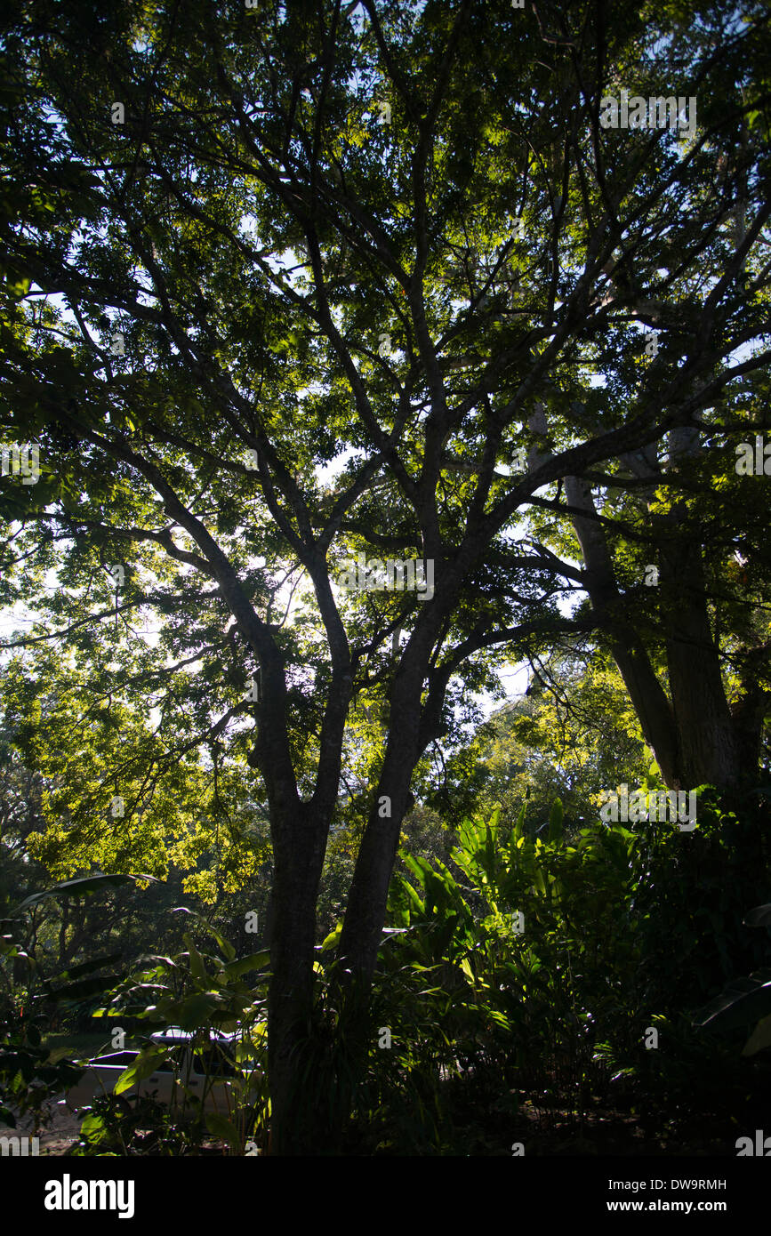 Trees in a forest Copan Copan Ruinas Copan Department Honduras Stock ...