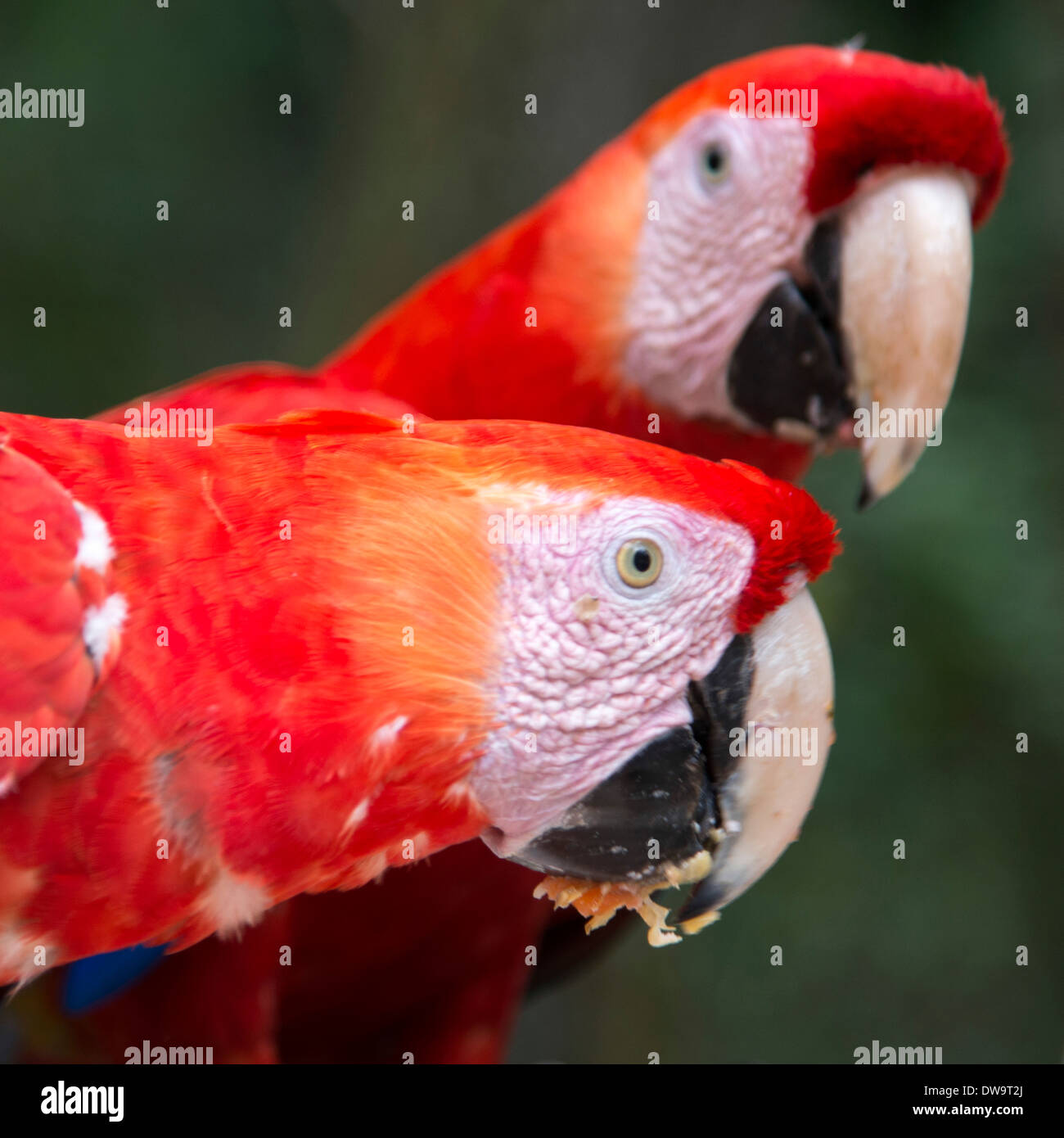 Closeup of two Scarlet Macaws (Ara macao) Copan Copan Ruinas Copan ...