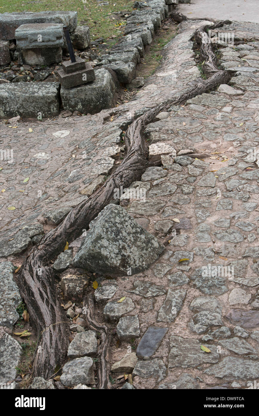 Tree roots pavement hi-res stock photography and images - Alamy