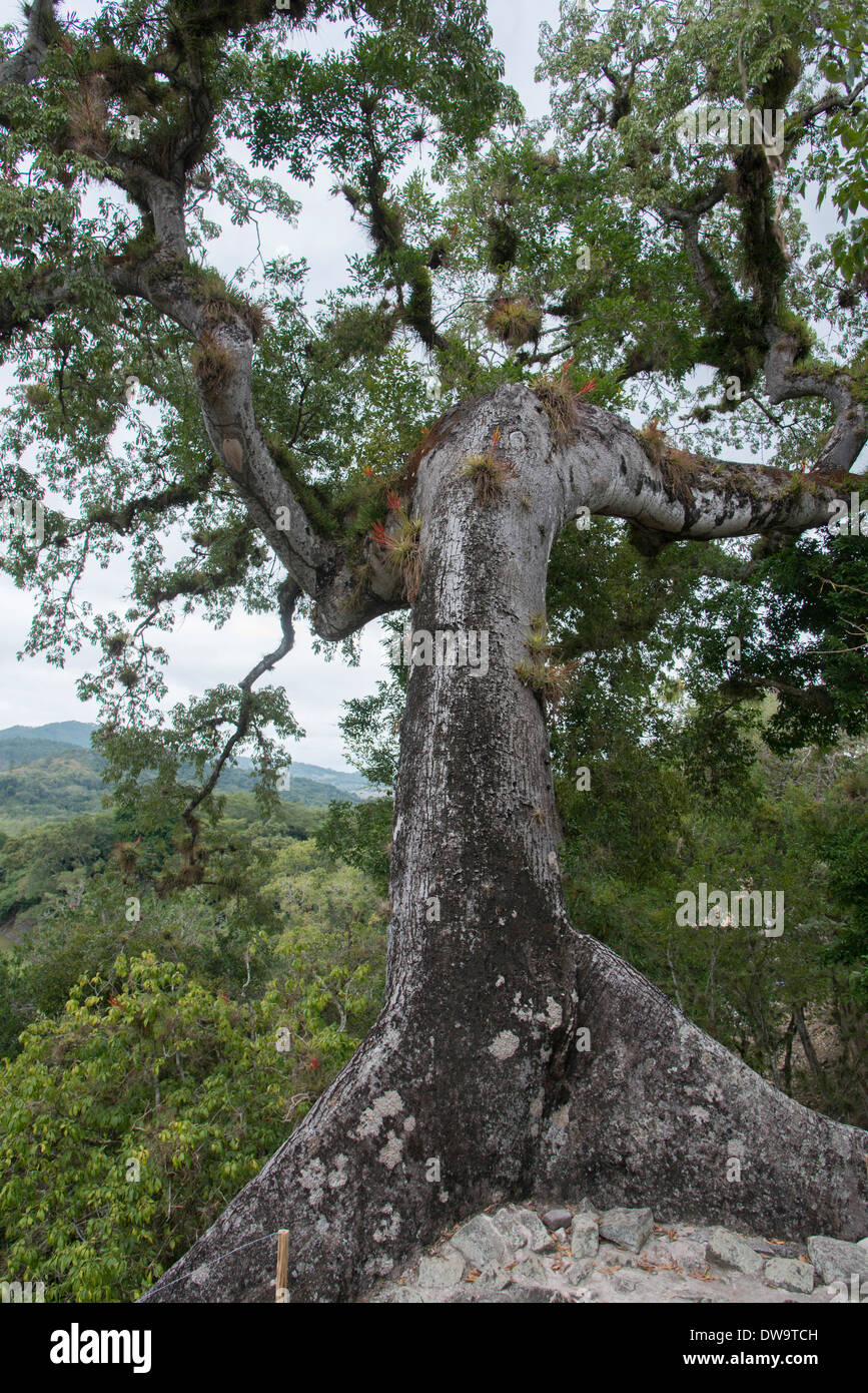 Tree at an archaeological site Copan Copan Ruinas Honduras Stock Photo ...