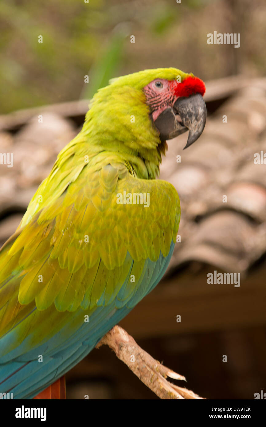 Closeup of a macaw Macaw Mountain Bird Park Copan Copan Ruinas Honduras ...