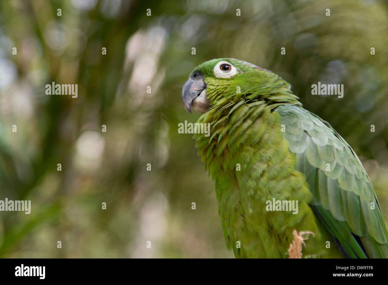 Closeup of a macaw Macaw Mountain Bird Park Copan Copan Ruinas Honduras ...