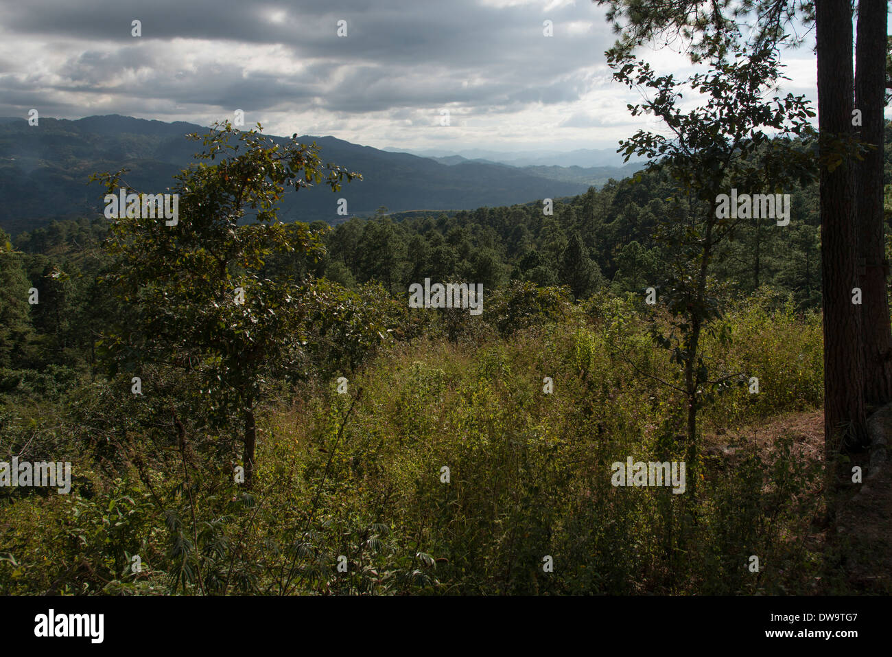 Trees in a valley Copan Copan Ruinas Copan Department Honduras Stock ...