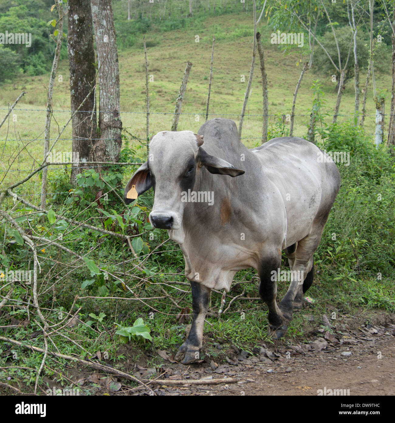Bull in a field Copan Copan Ruinas Copan Department Honduras Stock ...