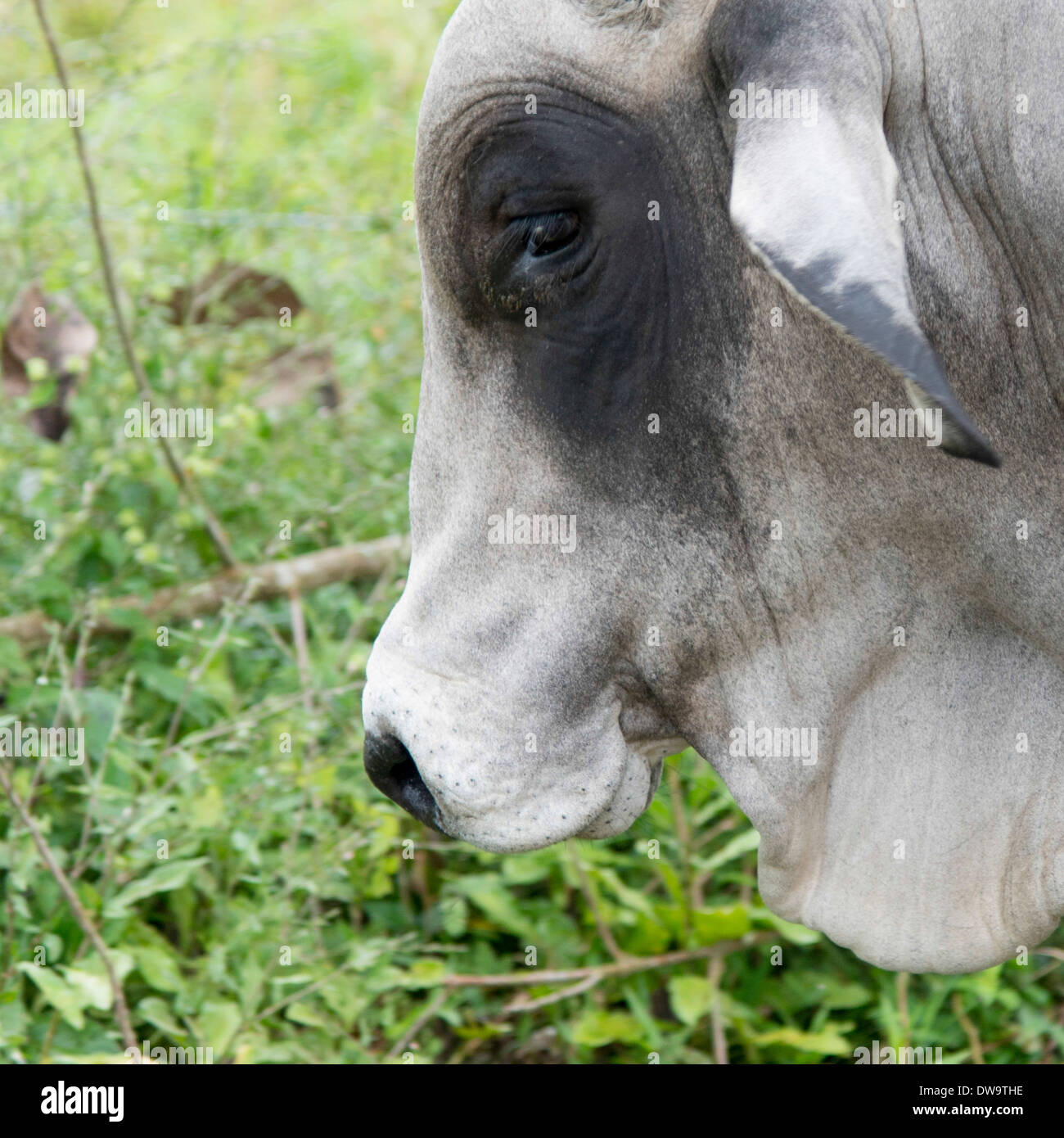 Copan ruinas copan hi-res stock photography and images - Alamy