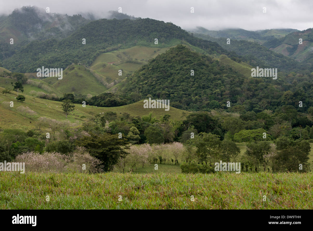 Copan department hi-res stock photography and images - Alamy