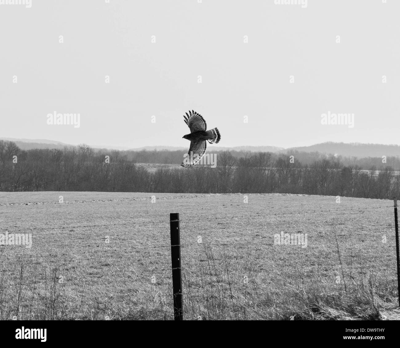 Hawk in field hi-res stock photography and images - Alamy