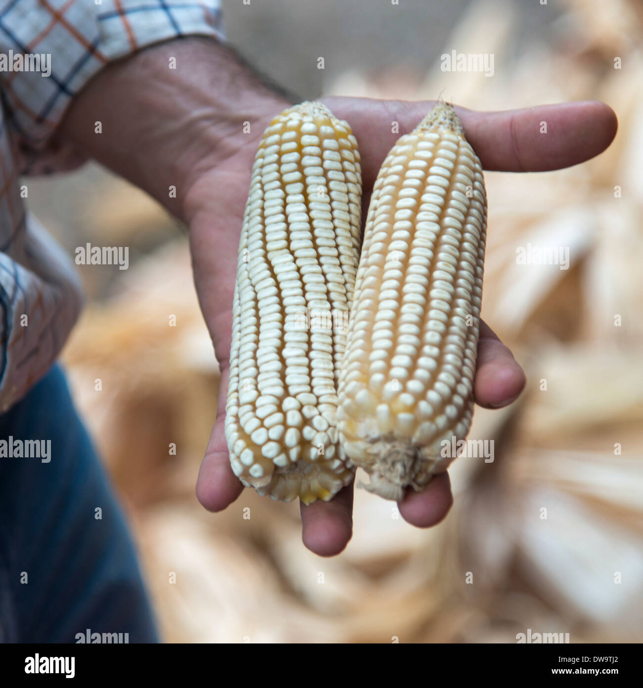 Hand holding corn on the cob hi-res stock photography and images - Alamy