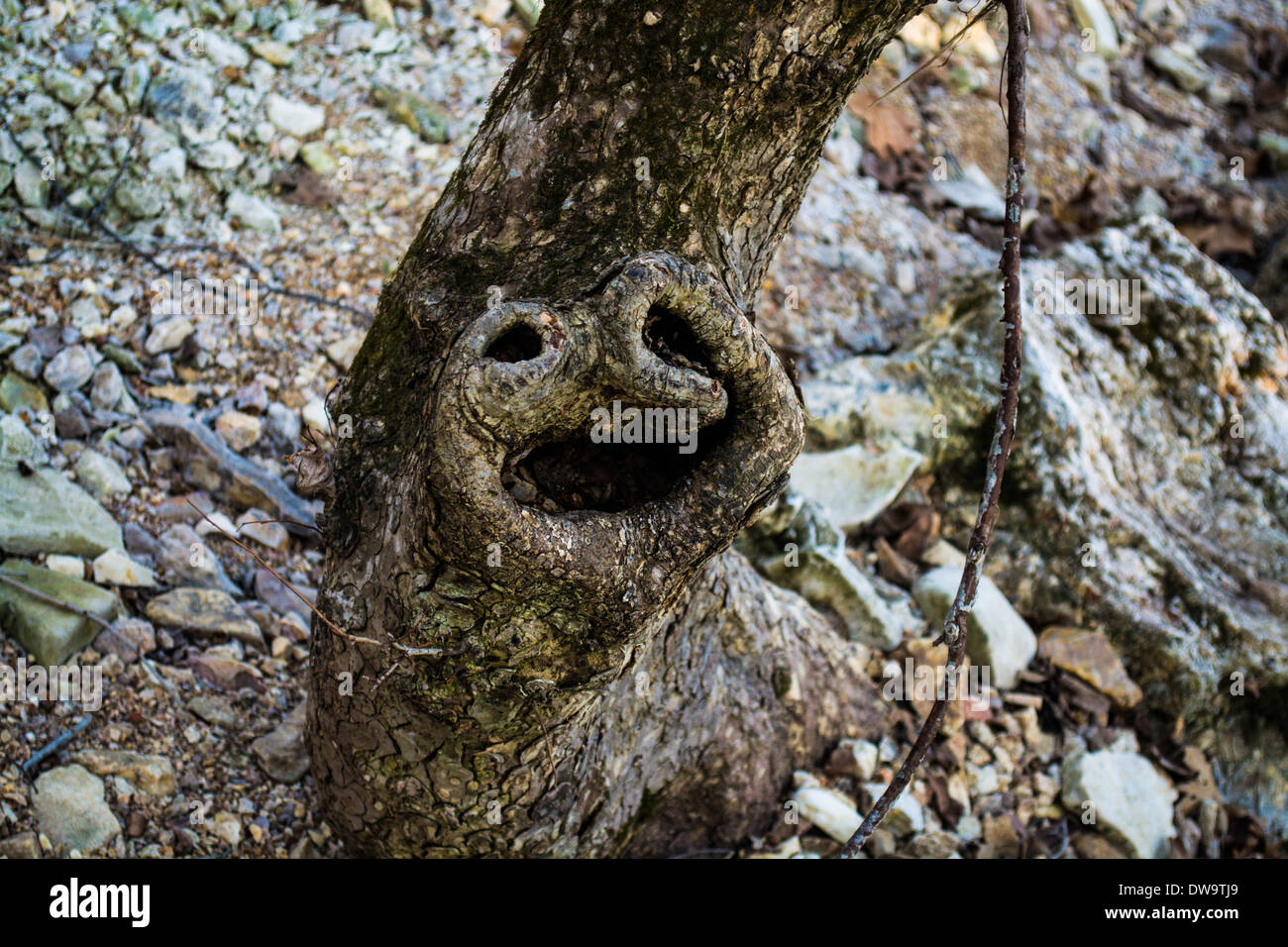 Tree stump that looks like a face Stock Photo - Alamy
