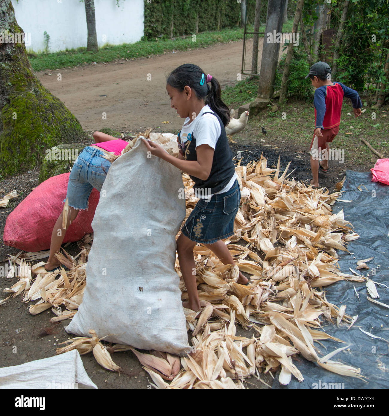 Sacks of corn america agriculture hi-res stock photography and images ...