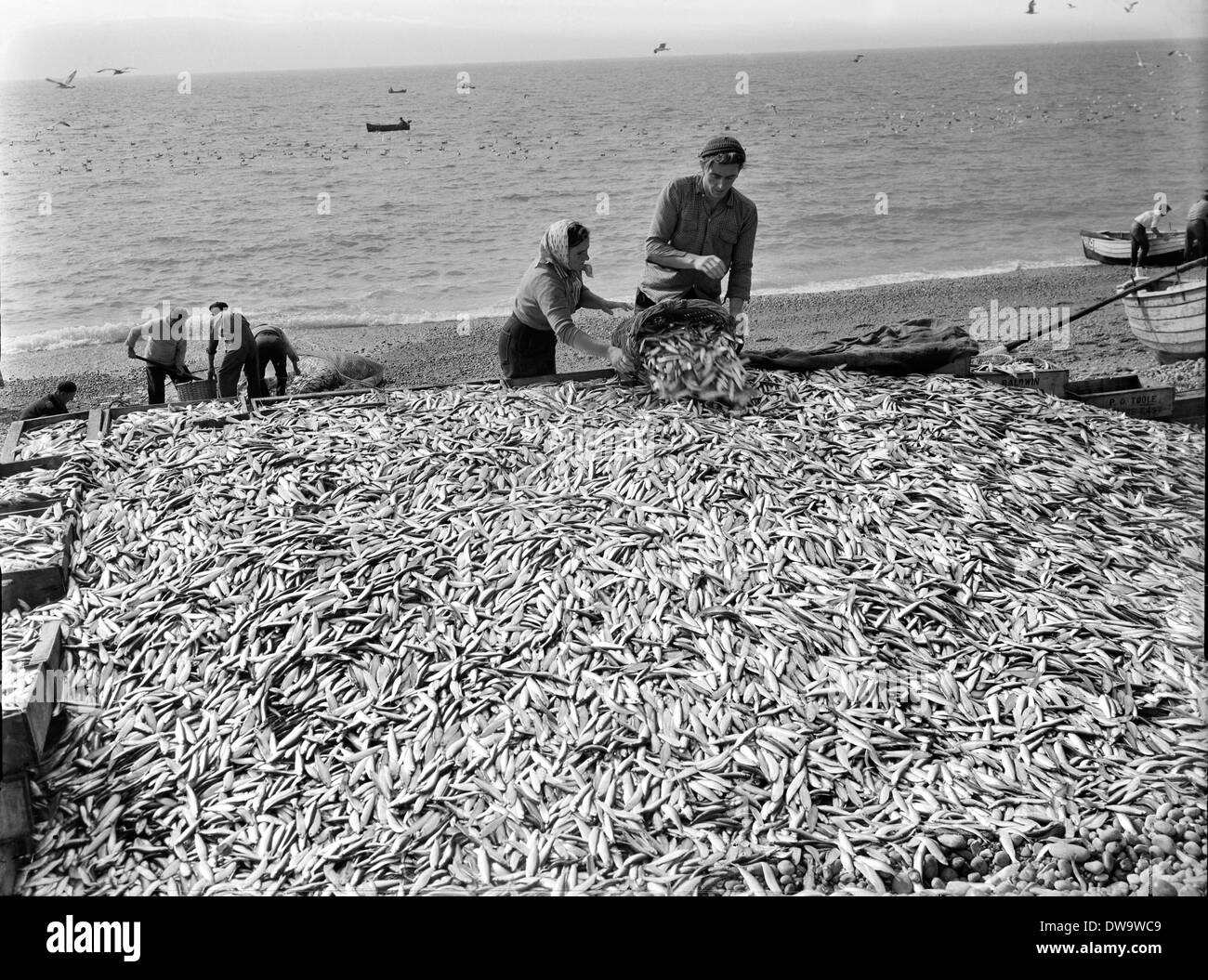 Seine netting crews fishing for mackerel and sprats from the beach at ...