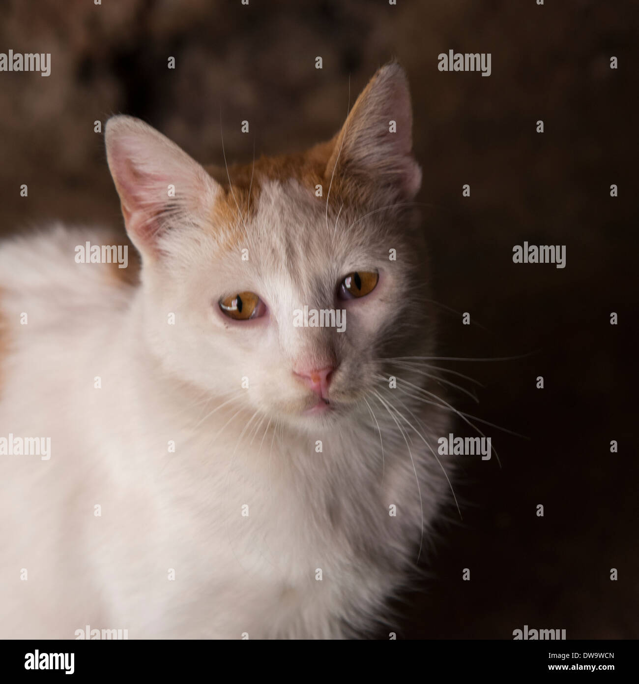 Close-up of a cat, Medina, Marrakesh, Morocco Stock Photo - Alamy
