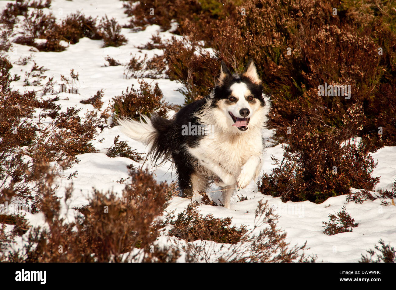Sheep dog running through snowy heather scene Stock Photo - Alamy