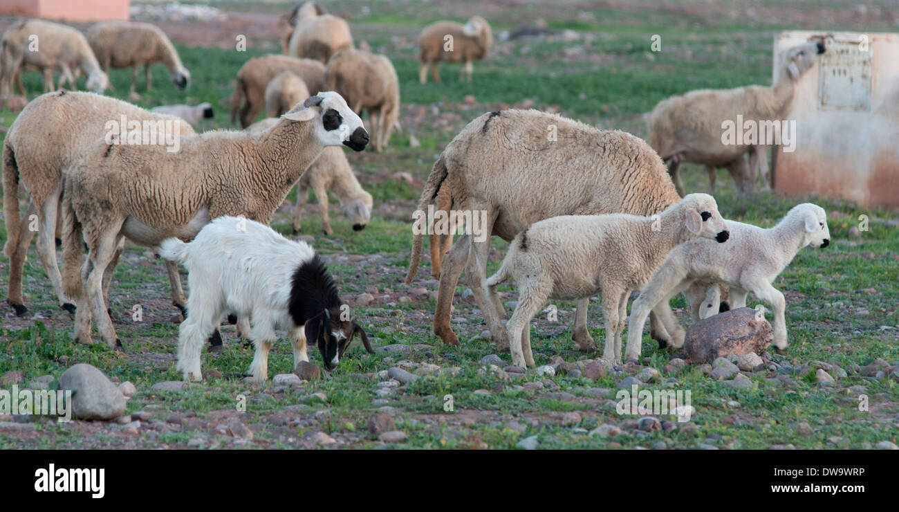 Flock of sheep grazing in a field, Agdal, Morocco Stock Photo - Alamy