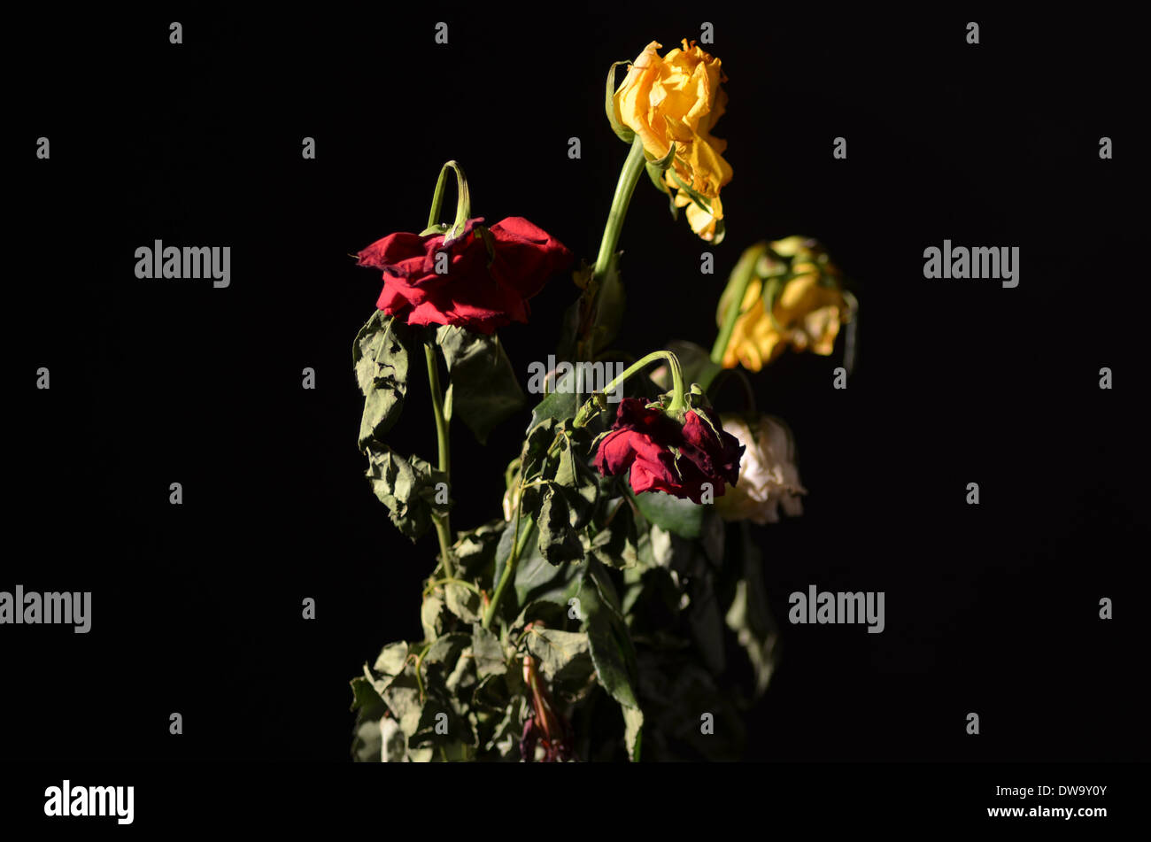 Dieing hi-res stock photography and images - Alamy