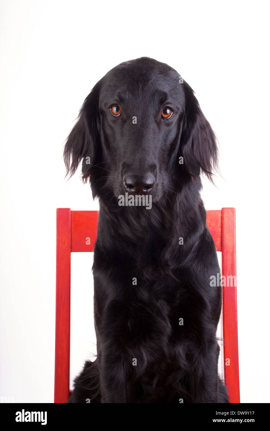 Huge Black Dog Sitting on a Red Chair, Isolated Stock Photo - Alamy