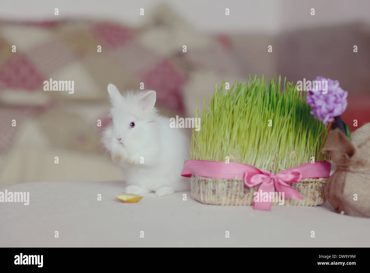 small fluffy rabbit sits near green grass and hyacinth Stock Photo - Alamy