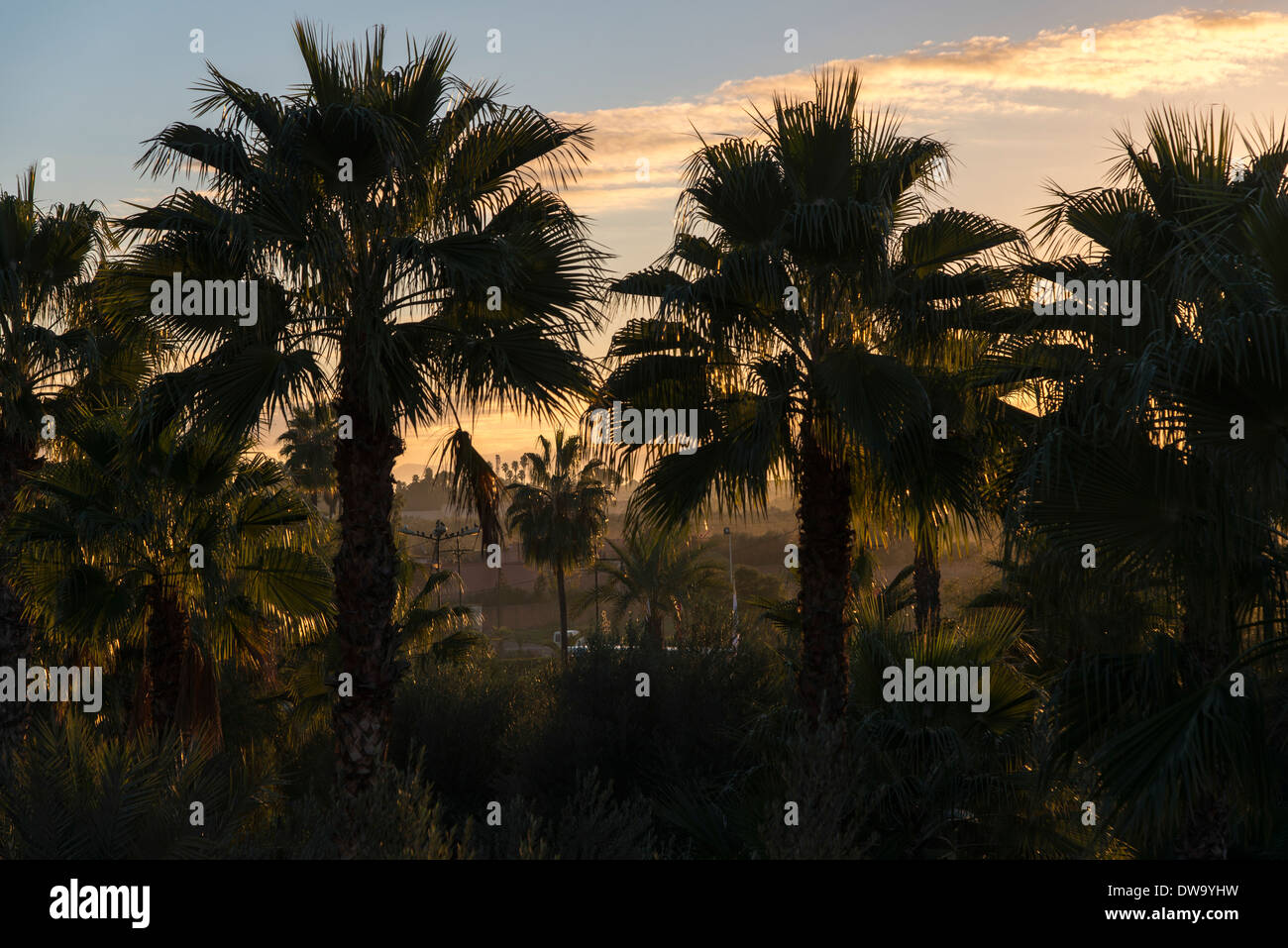 Date Palm trees at sunrise, Marrakesh, Morocco Stock Photo - Alamy
