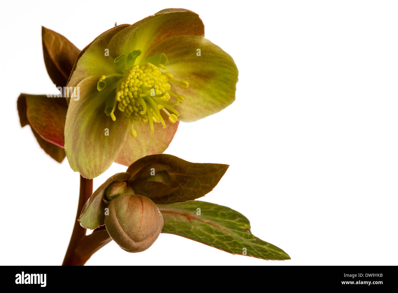 Hellebore flower hi-res stock photography and images - Alamy