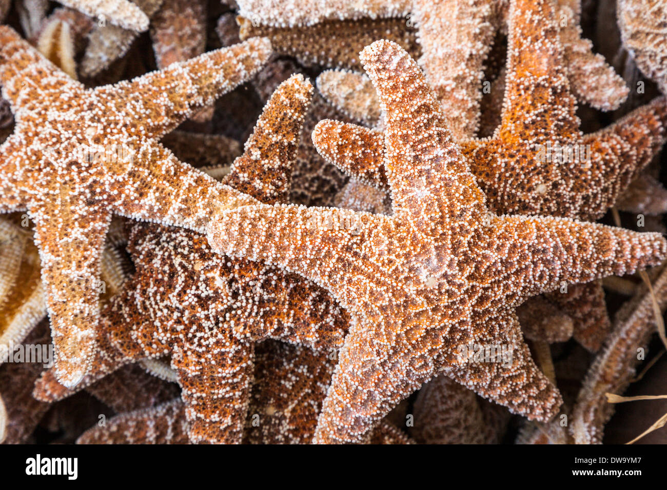 Dried Starfish