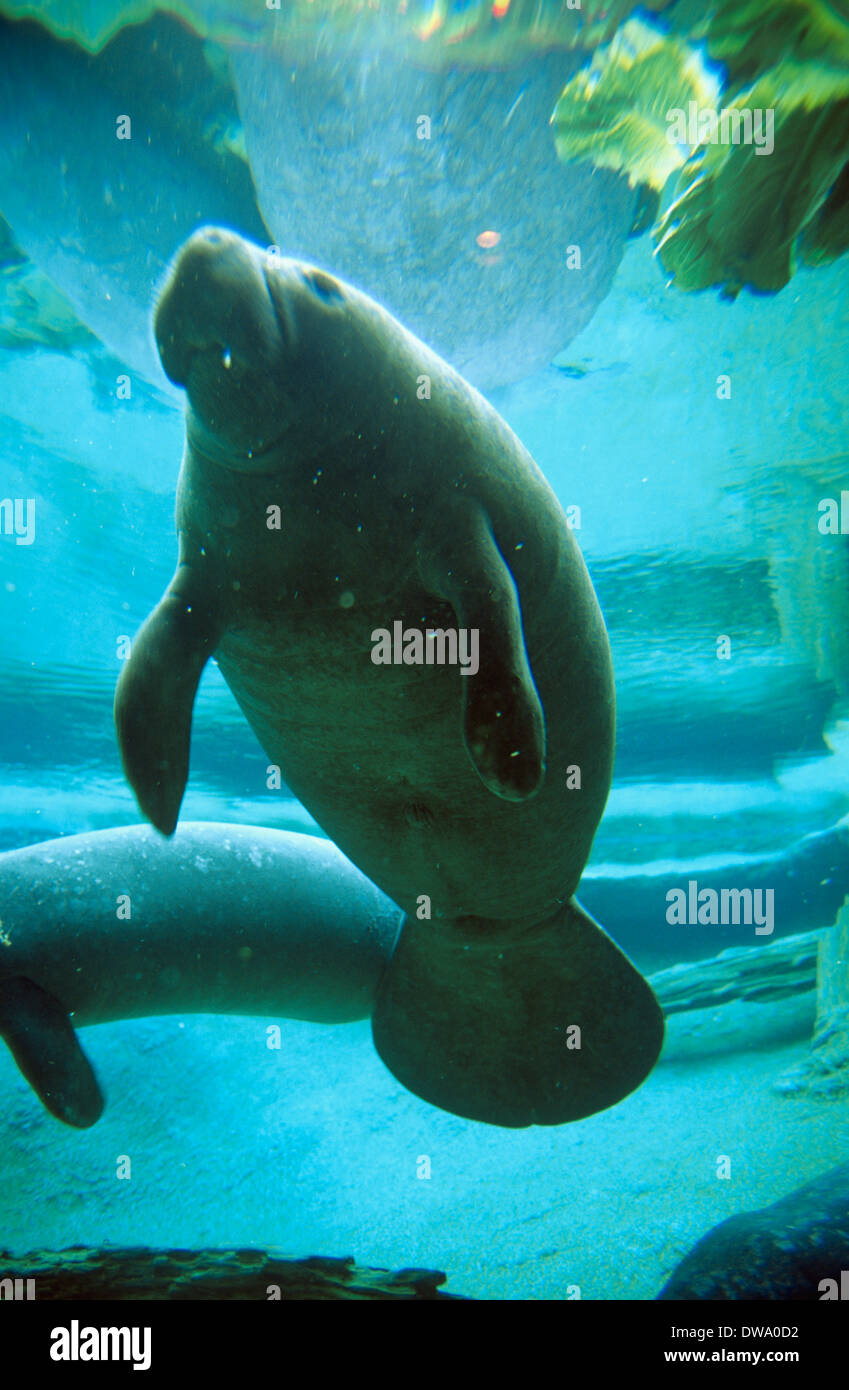 Lowry park zoo hi-res stock photography and images - Alamy