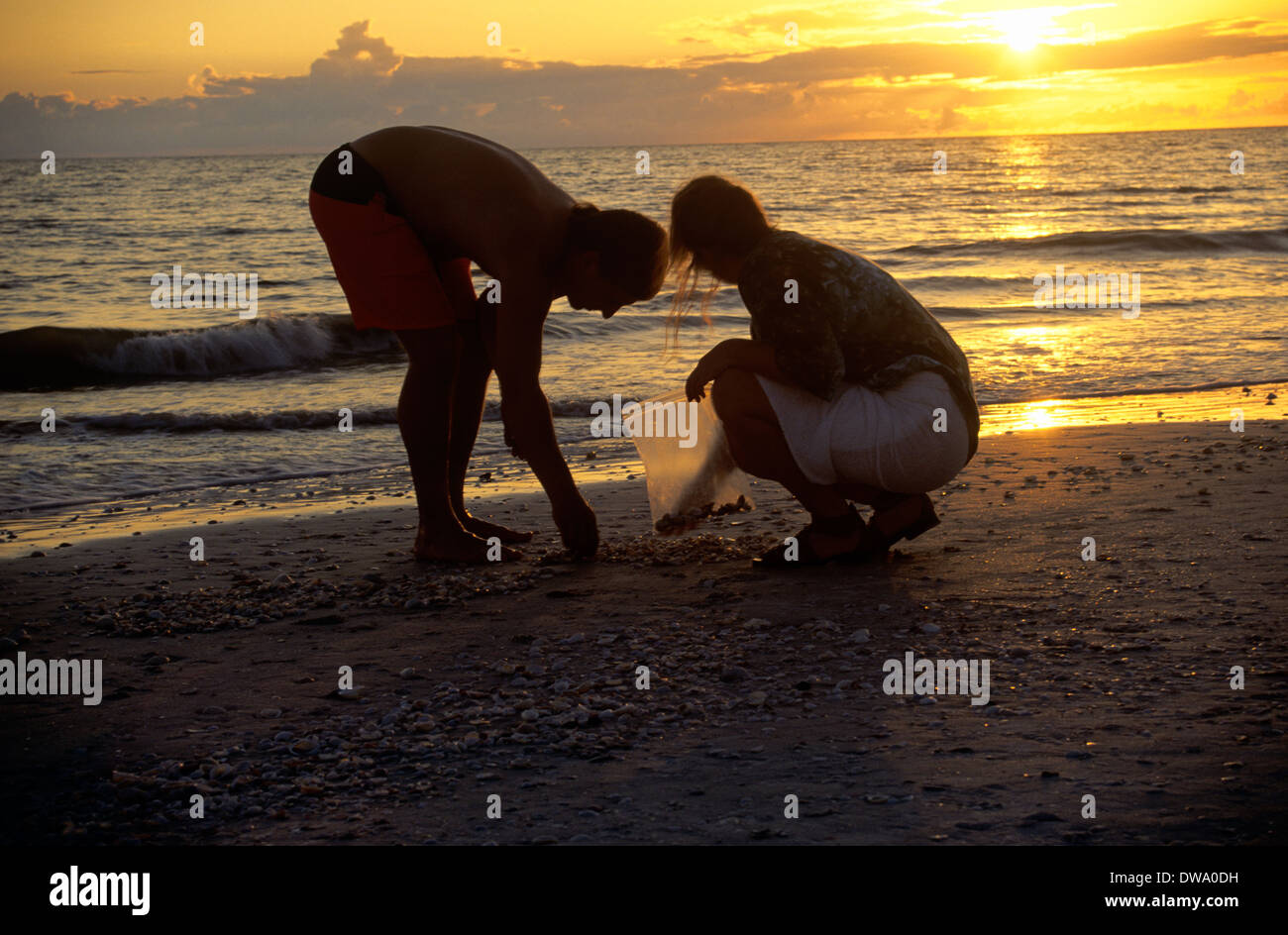Gathering seashells on the shores of Sanibel and Captiva Islands ...
