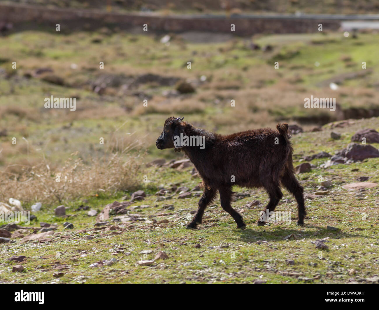 Marrakesh morocco sheep hi-res stock photography and images - Alamy