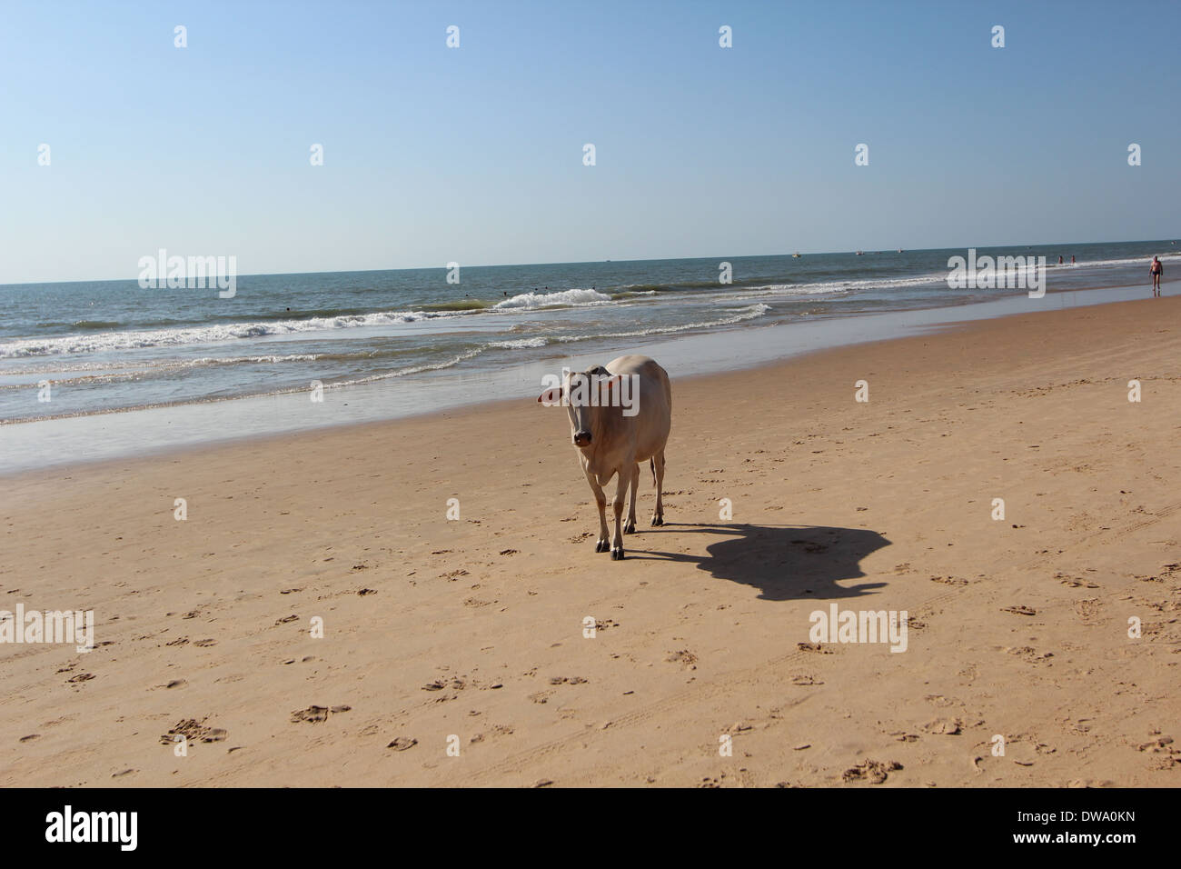 North Goa Beach High Resolution Stock Photography and Images - Alamy