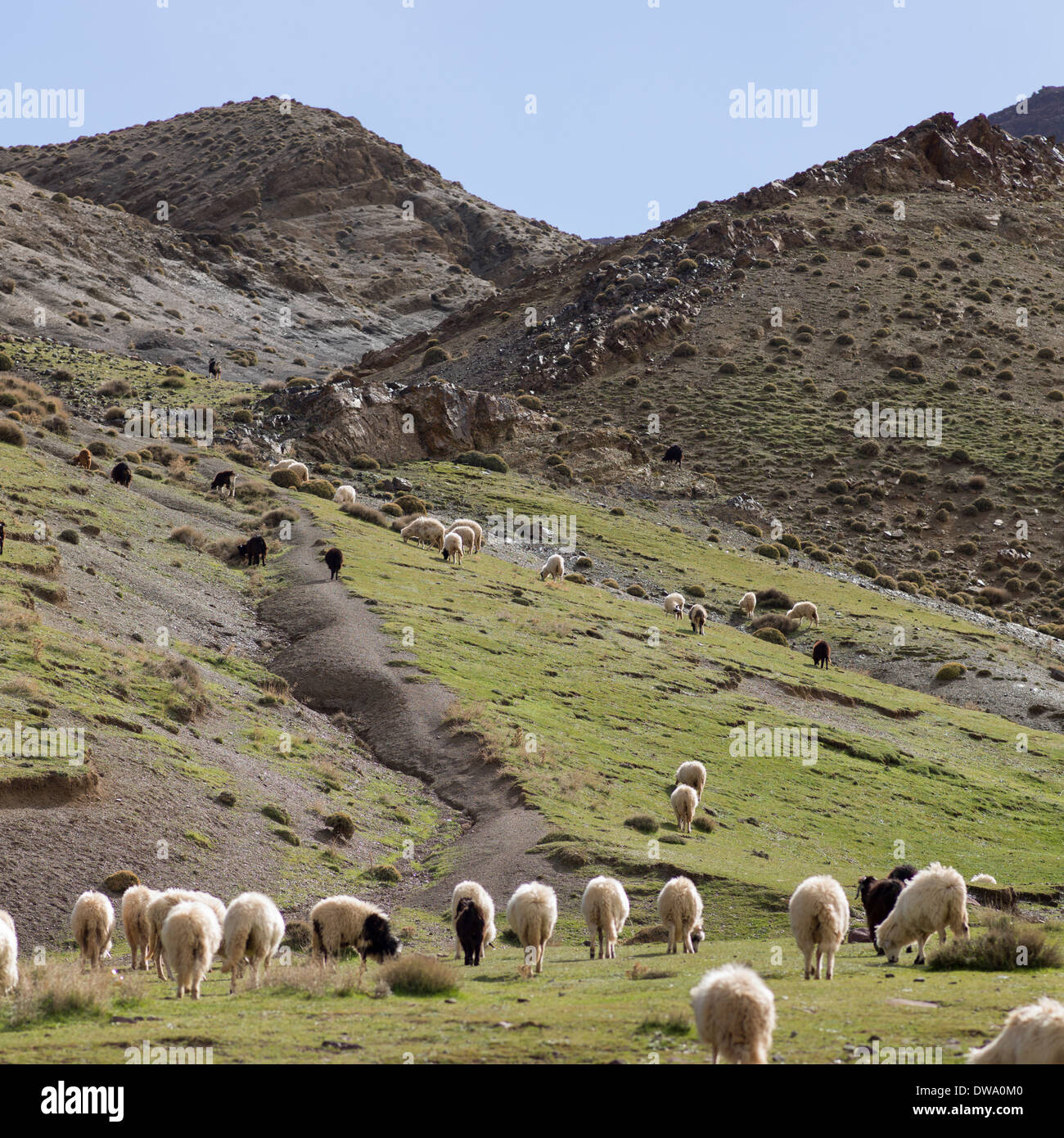 Marrakesh morocco sheep hi-res stock photography and images - Alamy