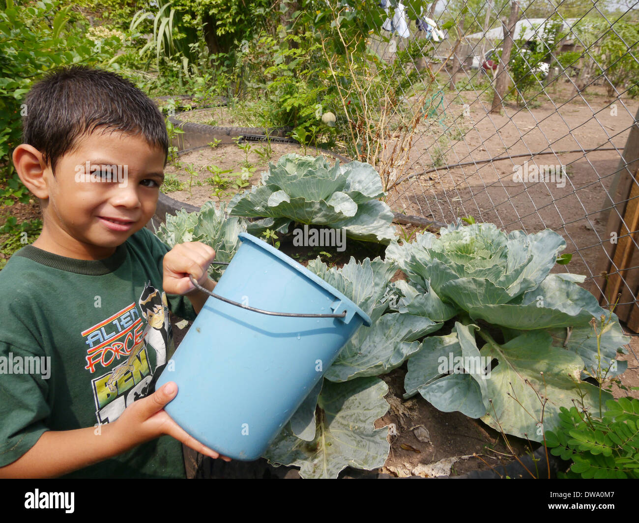 Boy watering cabbage Stock Photo - Alamy