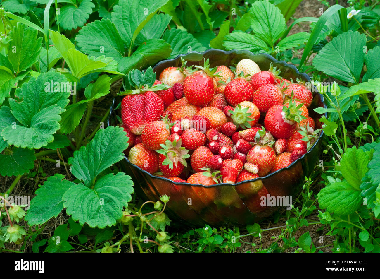 Field of strawberries hi-res stock photography and images - Alamy