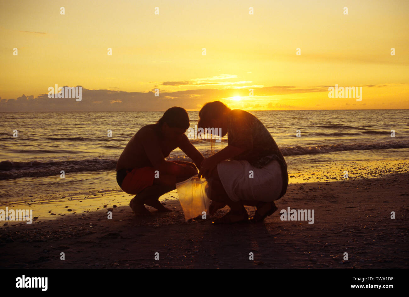 Gathering seashells on the shores of Sanibel and Captiva Islands ...