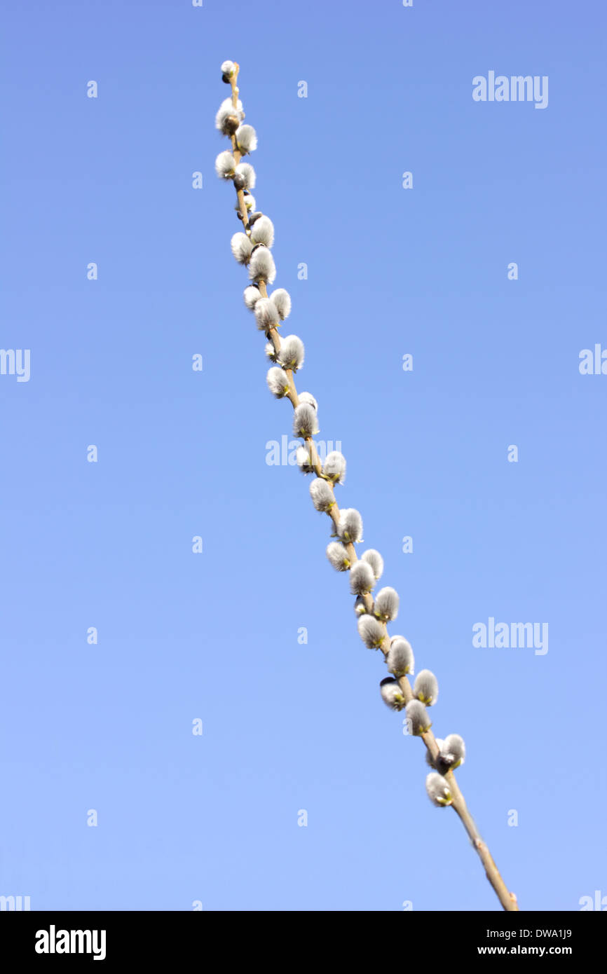 Catkin plant hi-res stock photography and images - Alamy