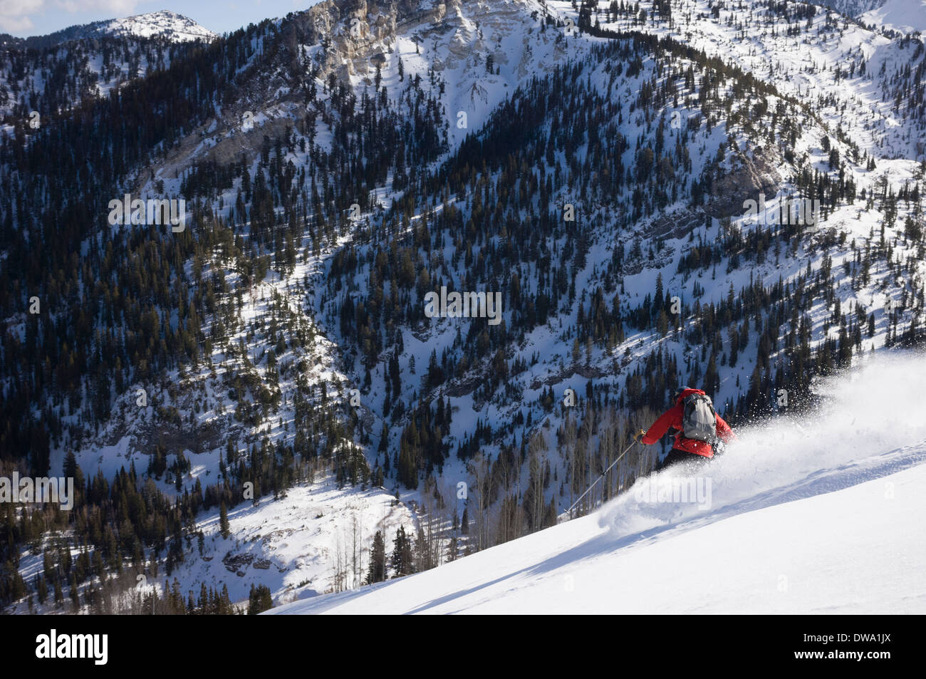 Silverfork hi-res stock photography and images - Alamy