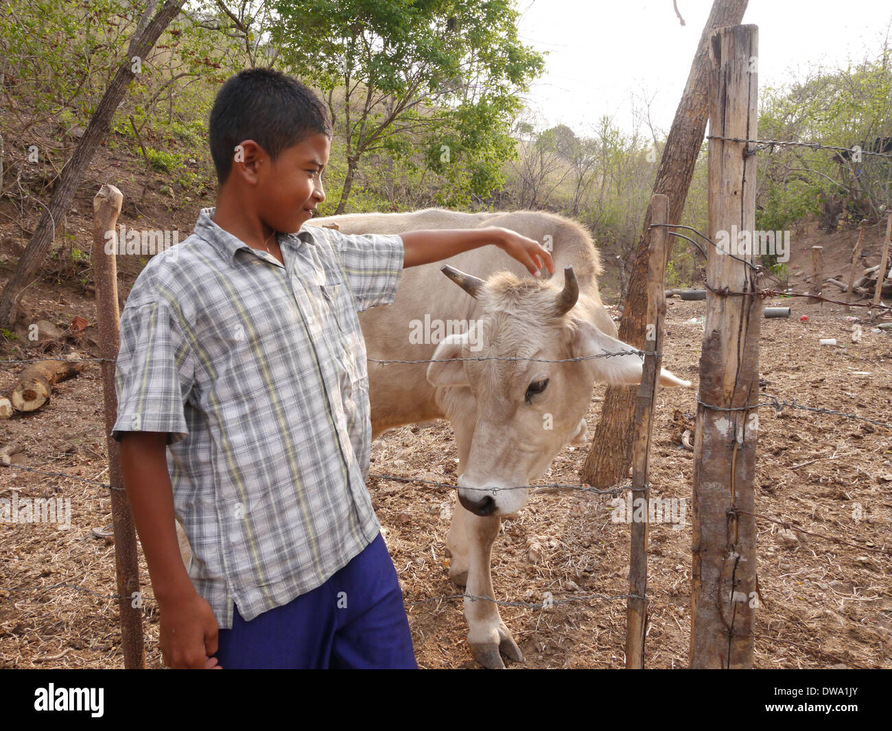 Cow farming hi-res stock photography and images - Alamy