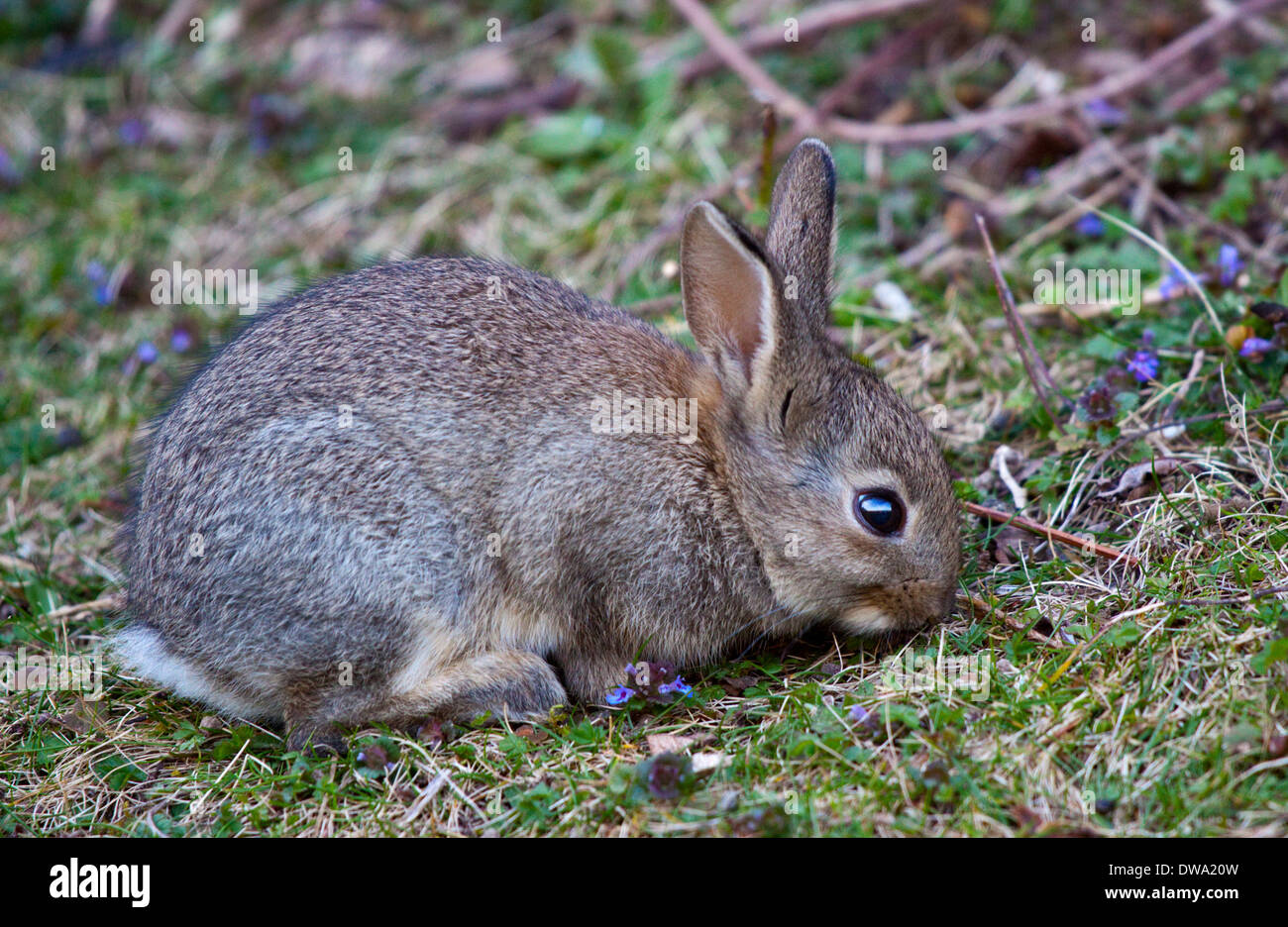 Baby wild european rabbit oryctolagus hi-res stock photography and ...