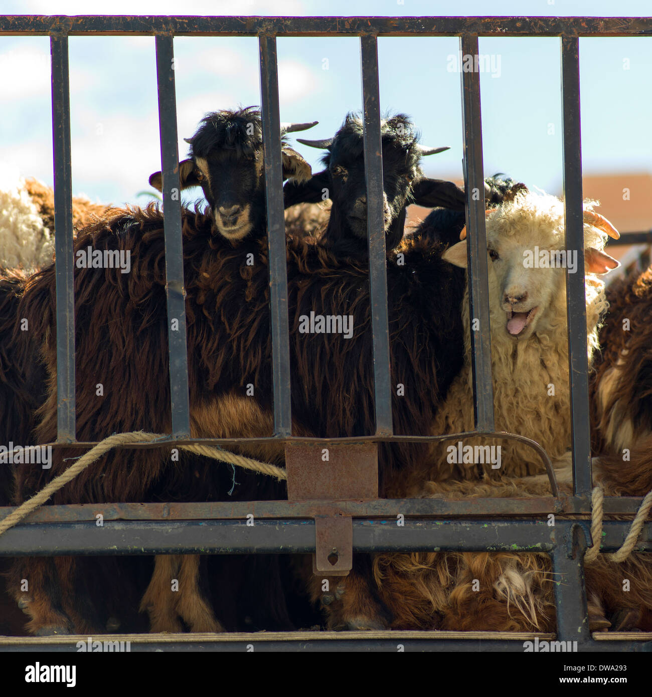 Sheep looking through a metal railing, Morocco Stock Photo - Alamy