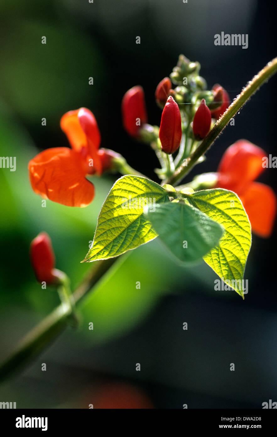 Editorial image of Runner Bean plant in sunshine Stock Photo - Alamy