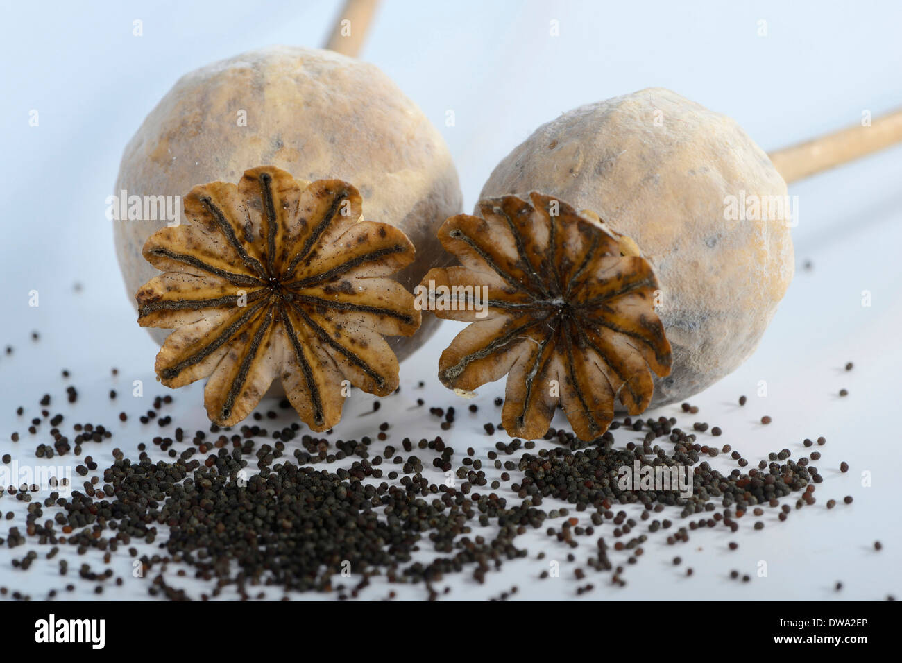 Opium poppy hi-res stock photography and images - Alamy