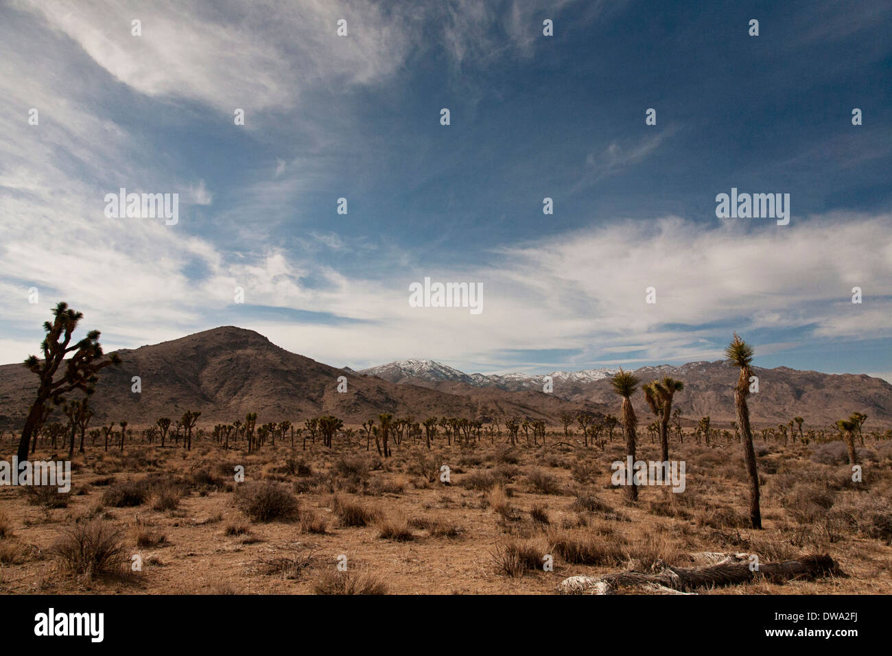 Mojave desert view plants hi-res stock photography and images - Alamy