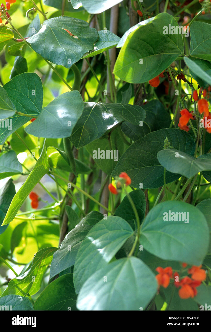 Editorial image of Runner Bean Stock Photo - Alamy