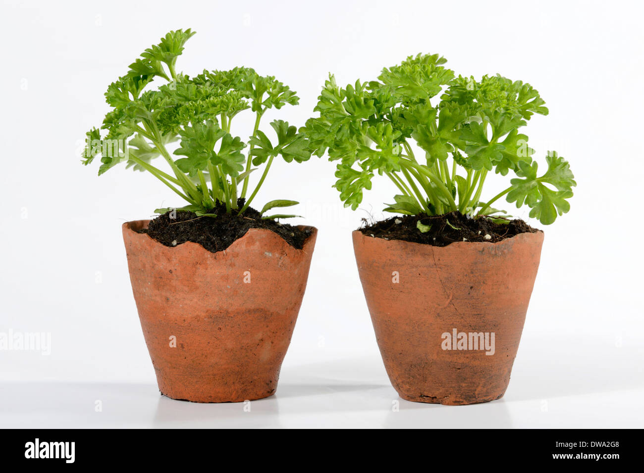 Cut parsley plant hi-res stock photography and images - Alamy