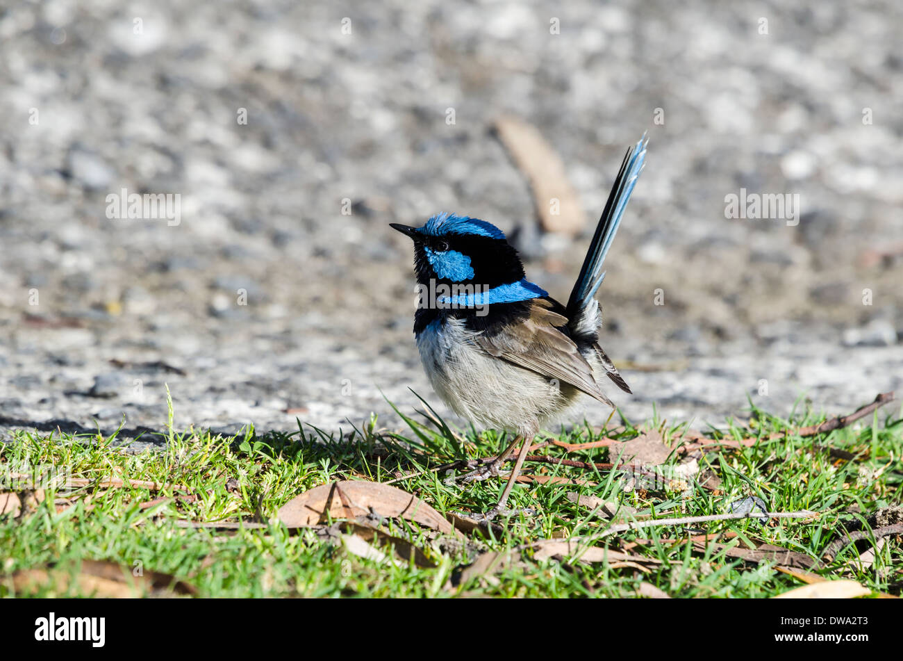 Male Superb Fairywren Malurus cyaneus Stock Photo - Alamy
