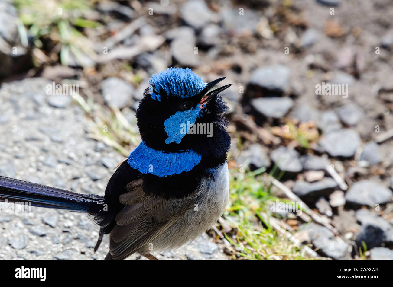Male Superb Fairywren Malurus cyaneus bird Australian Tasmania Stock ...