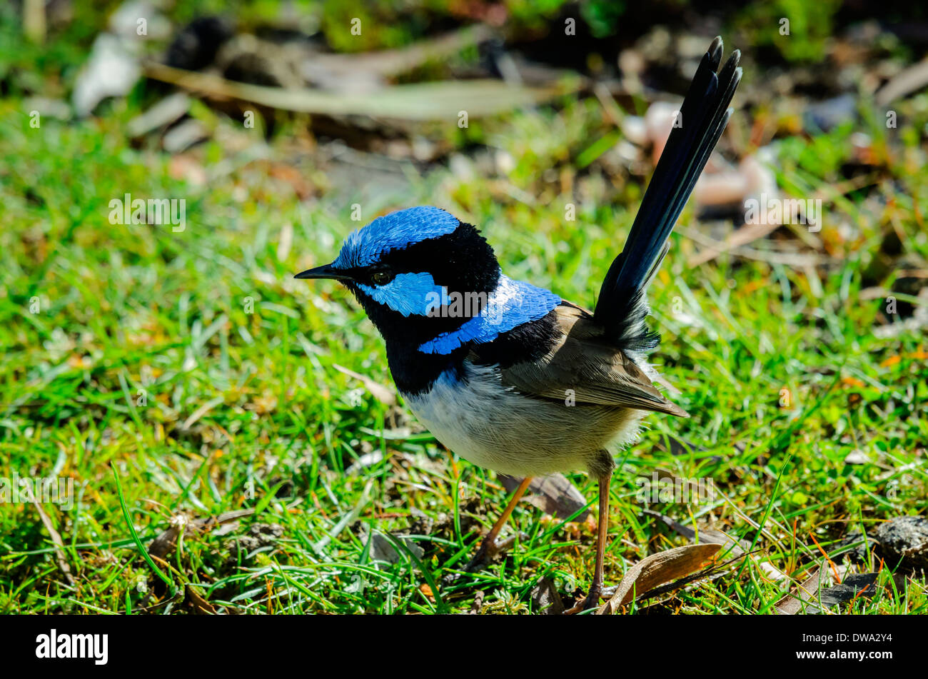 Male Superb Fairywren Malurus cyaneus bird Australian Tasmania Stock ...