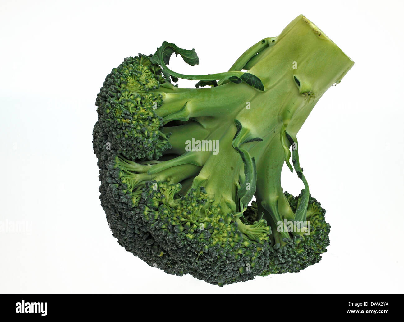Broccoli plant person hi-res stock photography and images - Alamy