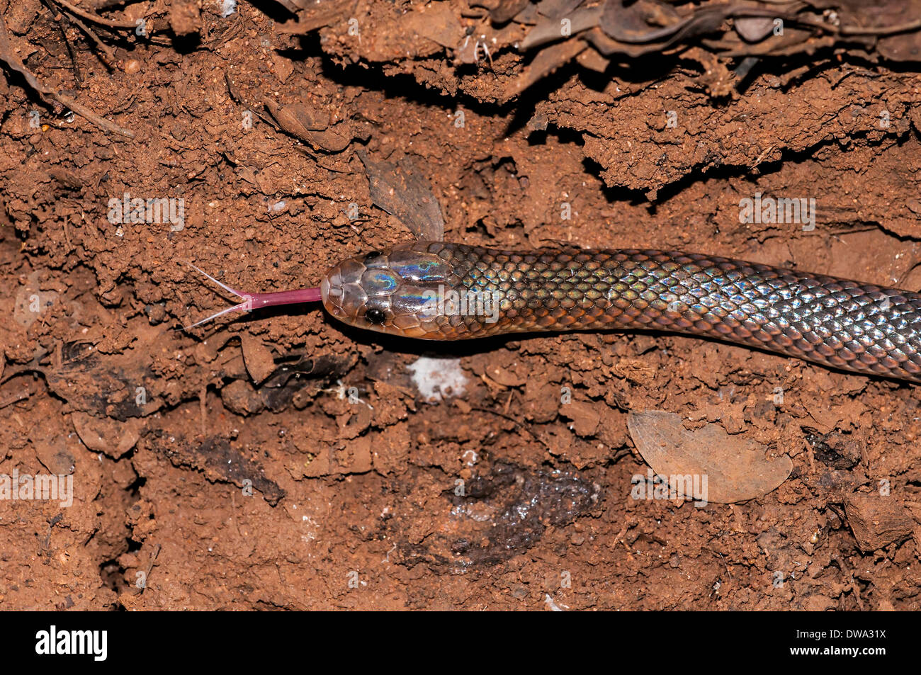 Carpentaria snake hi-res stock photography and images - Alamy