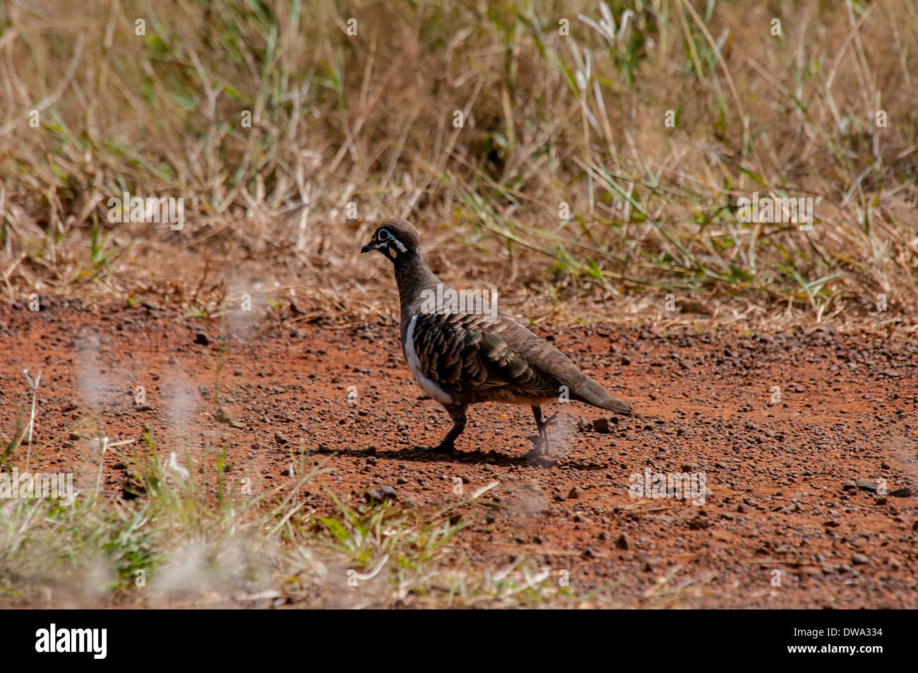 Australian native pigeon hi-res stock photography and images - Alamy